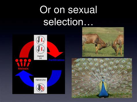 PPT What Is Sex PowerPoint Presentation Free Download ID
