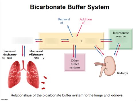 Bicarbonate Buffer System Diagram Quizlet Bicarbonate Buffer System Diagram Quizlet
