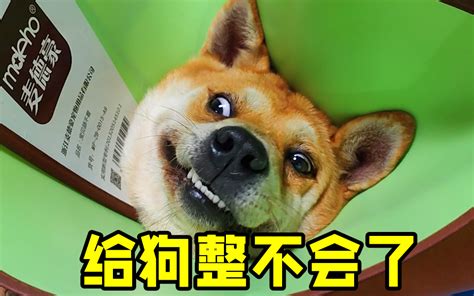 我花了1100元向全B站证明我不是一只狗 NBzhuoc大 NBzhuoc大 哔哩哔哩视频