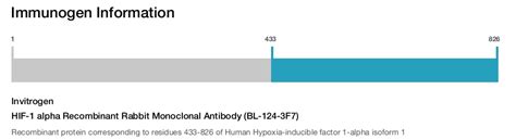 Hif 1 Alpha Recombinant Monoclonal Antibody Bl 124 3f7 Ma5 44199