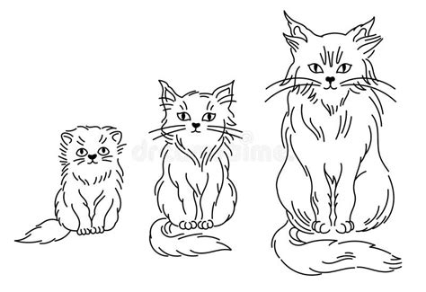 Cat Life Cycle Diagram