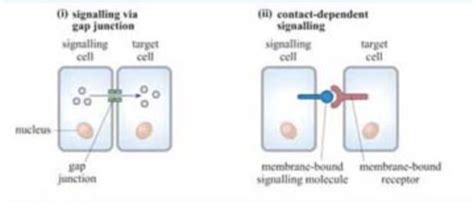 BIOLOGY M MOOC Cell Signalling Flashcards Quizlet
