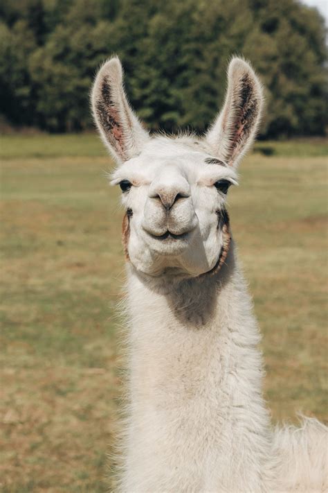 Llama Langchain And Python The Dynamic Trio For Chatbot Development