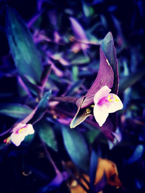 Today I Received The Mate Pro G R Huawei