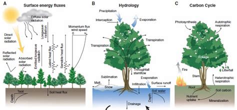 About Land Surface Processes Group