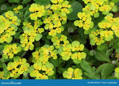 Chrysosplenium Alternifolium Plant Growing In Forest Macrochrysosplenium Alternifolium Plant
