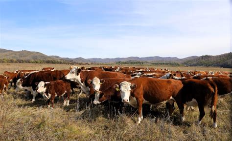 Газар тариалангийнхаа суурин дээр эрчимжсэн үхрийн аж ахуй бий болгожээ