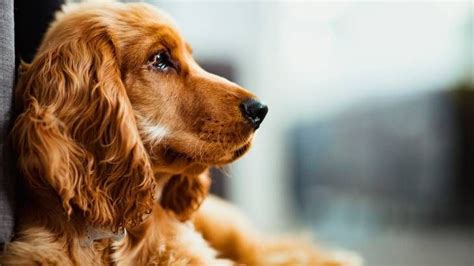 El Perro Más Agresivo Del Mundo ¡no Es El Que Esperas