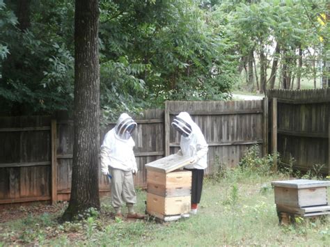 How To Handle Your Honey Bees Buzz Beekeeping Supplies