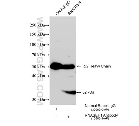 Rnaseh1 Antibody 15606 1 Ap Proteintech