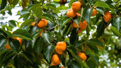 Persimmon Keele Road At Alannah Baylebridge Blog