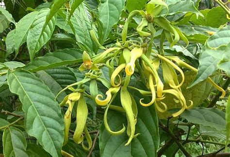 Mitos Kepercayaan Tuah Bunga Kenanga Untuk Mendapatkan Jodoh Indo1