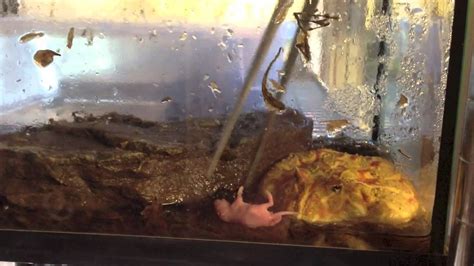 Pixie Frogs And Pacman Eat Pinky Mice Youtube