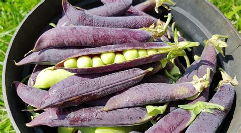 Types Of Peas Different Pea Plant Varieties To Grow In Your Garden