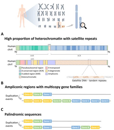 Morphological Characteristics Of Sex Chromosomes That Are Challenging Download Scientific