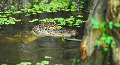 Top 5 Alligator Watching Spots In Louisiana