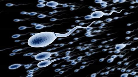 Scientists Caught Sperm Defying One Of The Major Laws Of Physics