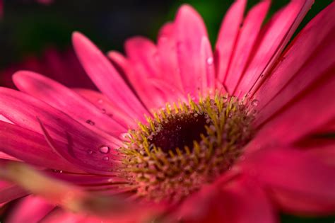 꽃잎에 물방울이있는 아름다운 분홍색 거베라의 근접 촬영 0명에 대한 스톡 사진 및 기타 이미지 0명 거베라데이지 계절 Istock