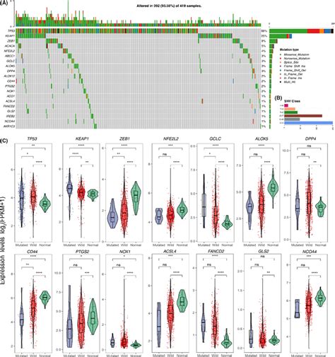Mutation‐perturbed Ferroptosis‐related Genes In Lung Adenocarcinoma Download Scientific