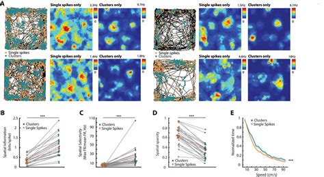 Grid Cell Clusters Are More Spatially Precise Than Single Spikes A Download Scientific
