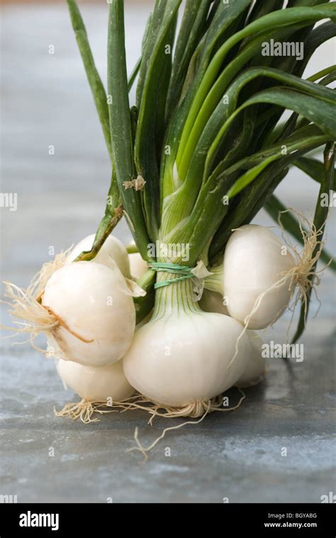 Spring Onion Hi Res Stock Photography And Images Alamy