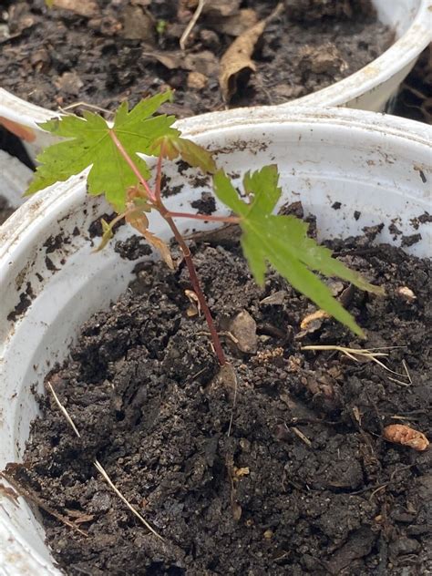 Maple Tree Seedling