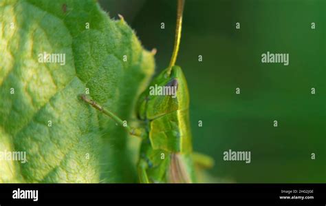 Grasshopper Grasshopper On Leaves Grasshopper On The Leaf Of Grass
