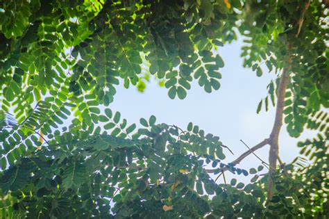 극적인 하늘 배경 및 텍스트에 대 한 중간 복사 공간 녹색 잎 프레임 녹색의 자연 프레임 흐린 하늘 배경에 분기를 둡니다 푸른 하늘에 대 한 숲에 녹색 나뭇잎의 프레임 0