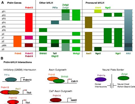 Of Prdm Expression Domains And Interactions A Schematic Download