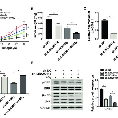 Linc00114 Knockdown Inhibited Tumor Growth In Vivo A Tumor Volume Was