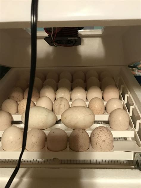 Goose Egg Incubation Backyard Chickens Learn How To Raise Chickens