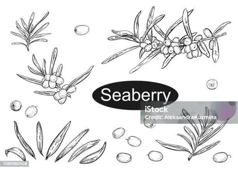 시베리 가지 잎 베리의 상세한 손으로 그린 벡터 일러스트레이션 세트 하마의 흑백 스케치 고립 된 바다 갈매나무 그림을 그리기 0