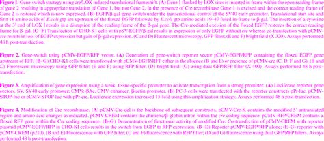 Figure 2 From A Single Vector Containing Modified Cre Recombinase And