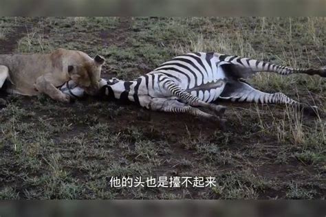 斑马不辛被狮子锁住喉 咬着脖子不松开让斑马窒息而死 太残