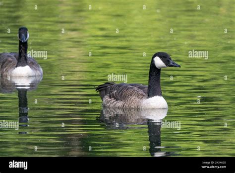 Barnacle Goose Branta Leucopsis At A Lake Near Munich In Germany It