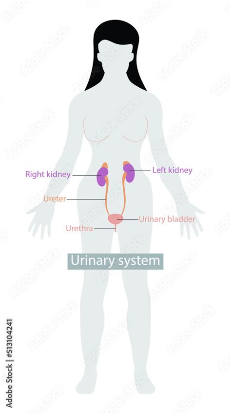 Illustration Of Biology And Medical Anatomy Of The Urinary System The Urinary System S