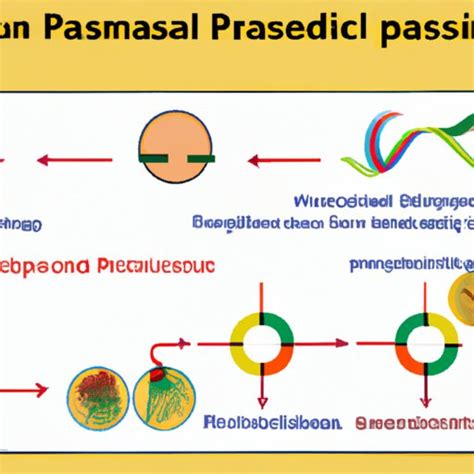 Why Are Plasmids Essential For Recombinant Dna Technology The Enlightened Mindset