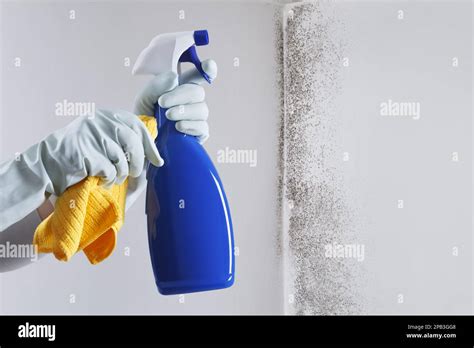 Hands With Glove And Spray Bottle Isolated On Wall With Mold Eliminate