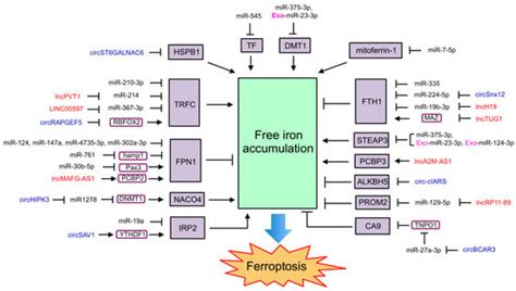 IJMS Free Full Text The Regulation Of Ferroptosis By Noncoding RNAs