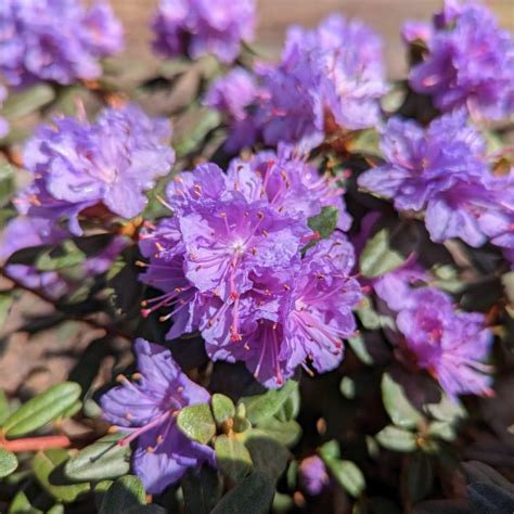 Ramapo Dwarf Rhododendrons Buy Rhododendron Ramapo Online Millais Nurseries