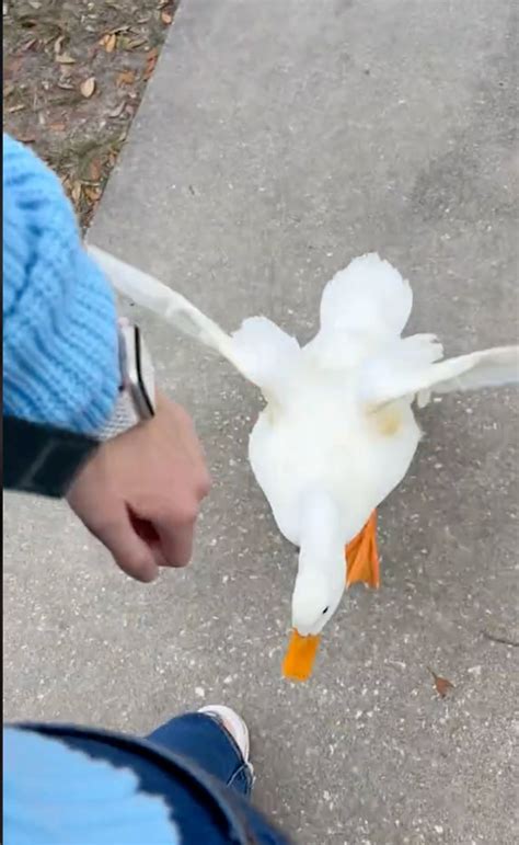 Woman Goes Viral After Getting Attacked By Duck 2 Days Apart