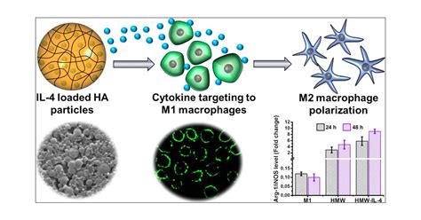 Cardenal Fácil De Leer Algodón M1 M2 Macrophage Polarization África