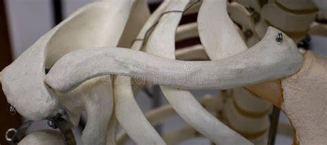 Clavicle Articulation With Scapula And Sternum On Skeleton Stock Image Image Of Bone Scapula