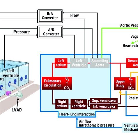 Schematic Of The Hybrid Simulator In Vitro Interface With An Lvad