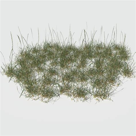 Perennial Ryegrass 2025 Free Daz 3d Models