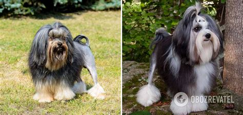 Самые дорогие собаки - какие породы сколько стоят – фото | OBOZ.UA