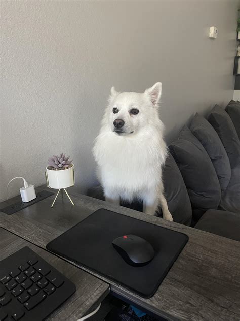 Meet My Assistant Mr Sage 🤓 R Americaneskimo