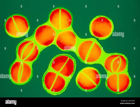 Staphylococcus Bacteria Coloured Transmission Electron Micrograph Tem