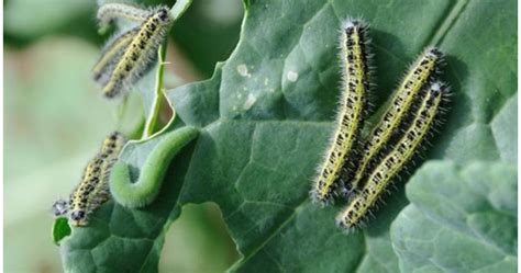 Как да опазим зелето от вредители Български Фермер