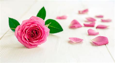 Italian Word Of The Day Rosa Rose Pink Daily Italian Words